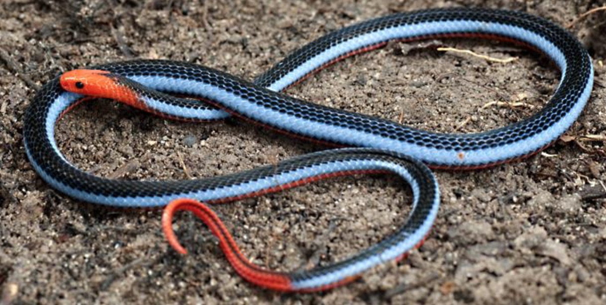 Coralsnake Envenomations – Wild Snakes : Education and Discussion