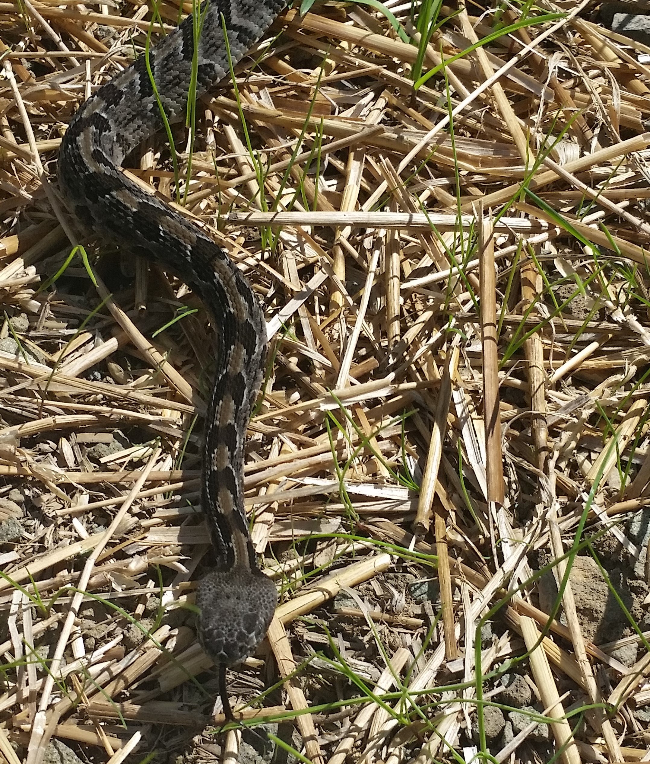 Viperid Spotlight: Timber Rattlesnake (Crotalus horridus) – Wild Snakes ...