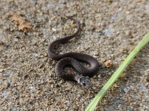 Dekay’s Brown Snake (Storeria dekayi) – Wild Snakes : Education and ...