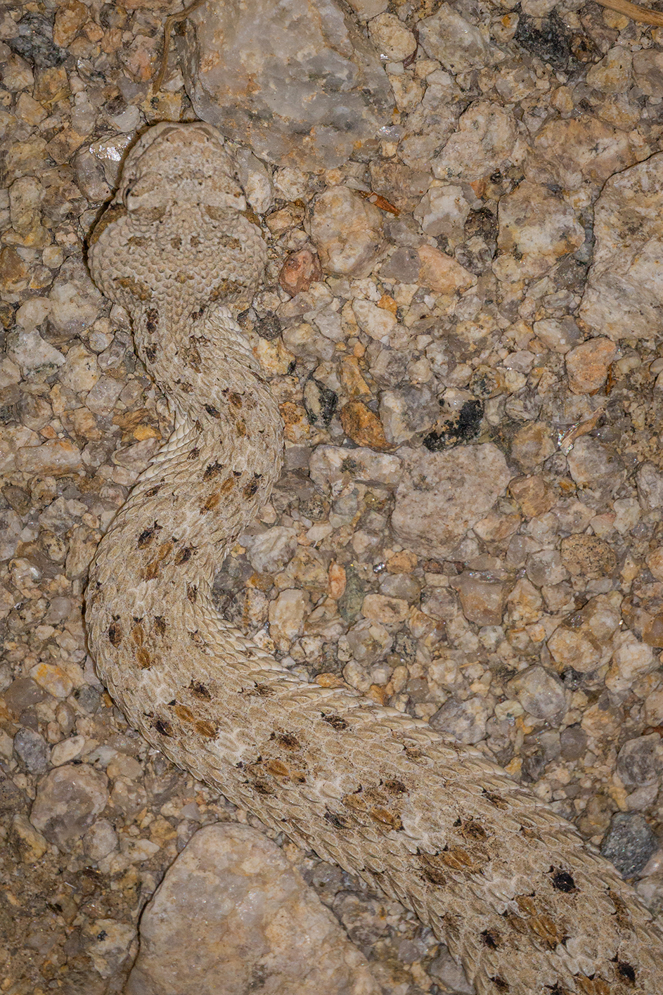 Viperid Spotlight: All About Sidewinders (Crotalus cerastes) – Wild ...