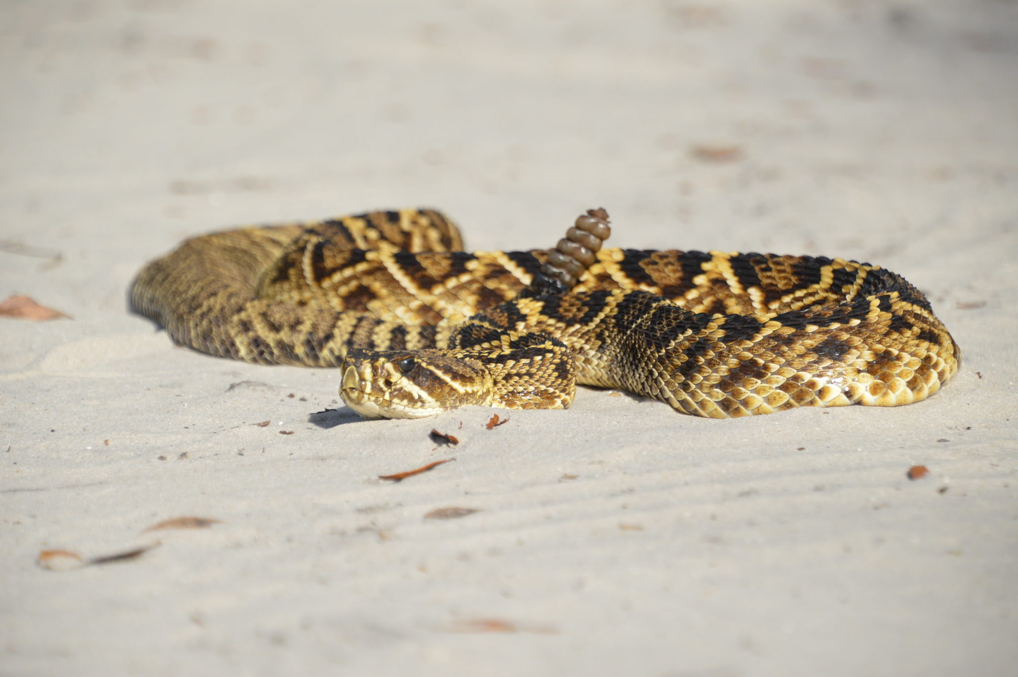 Venomous Snakes Native to Florida – Wild Snakes : Education and Discussion