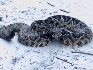 Venomous Snakes Native to Florida – Wild Snakes : Education and Discussion